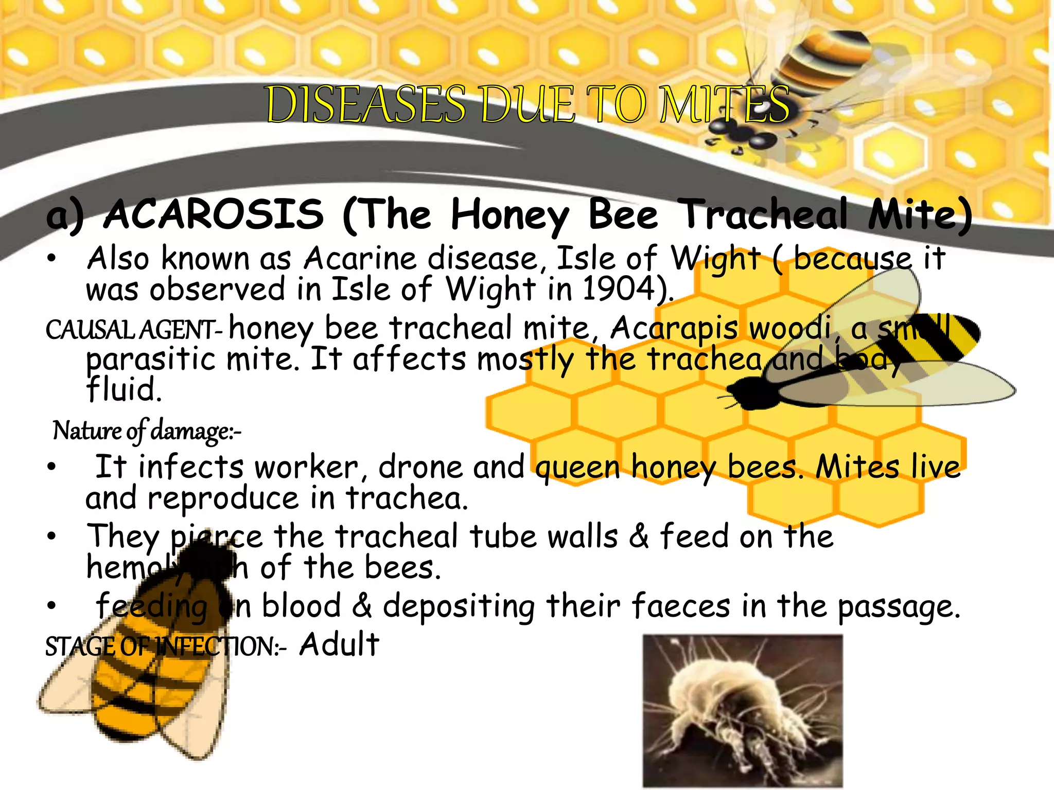 Pest and diseases of Honeybees | PPTX