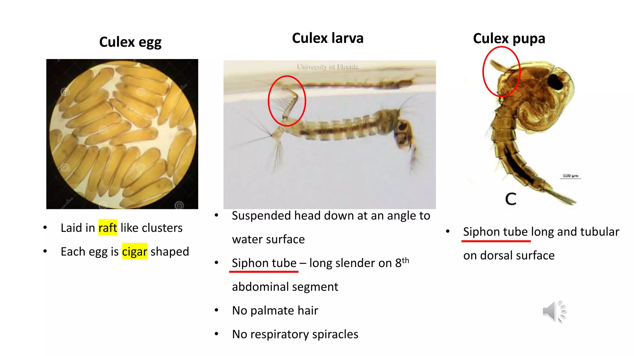 ENTOMOLOGY- Mosquitoes.pptx