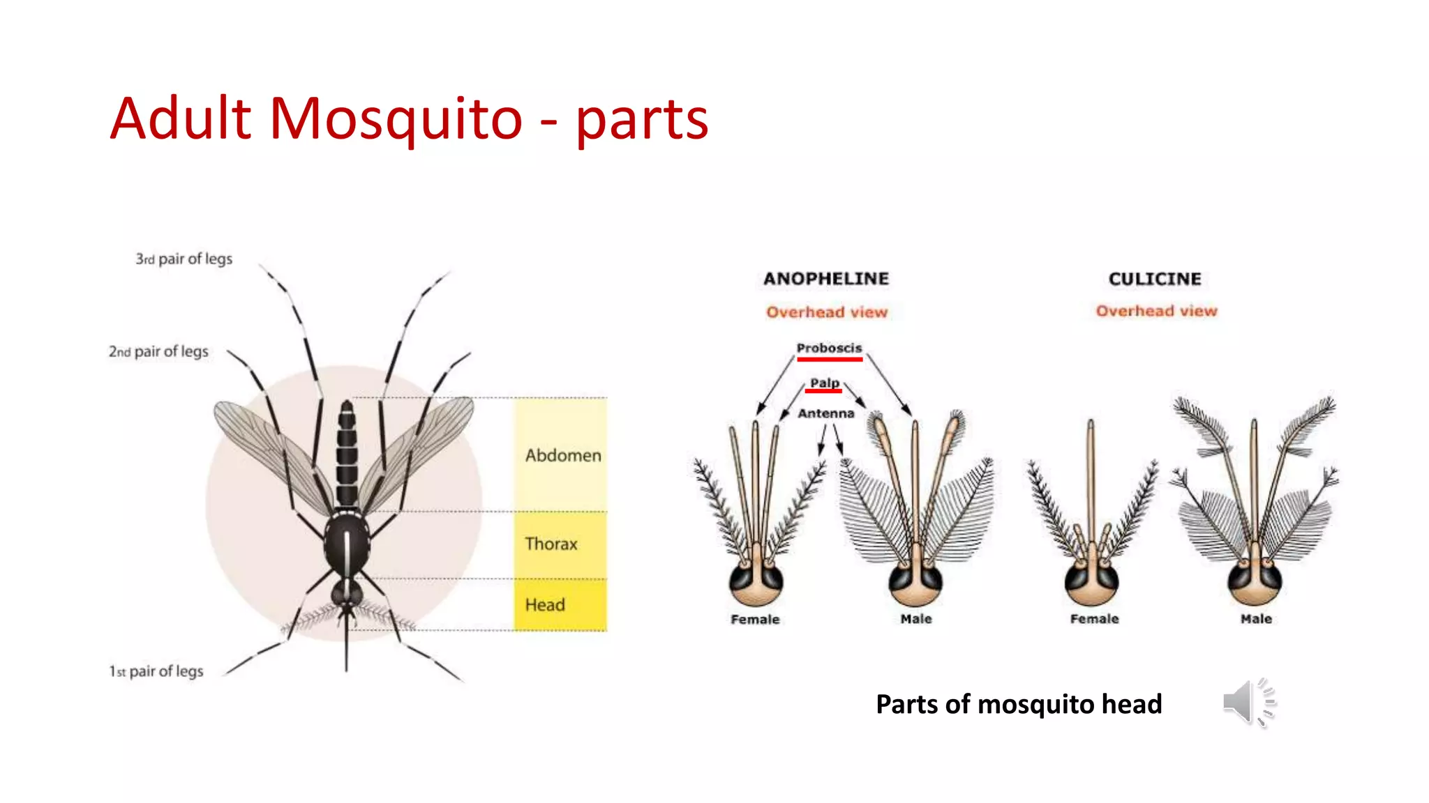 ENTOMOLOGY- Mosquitoes.pptx