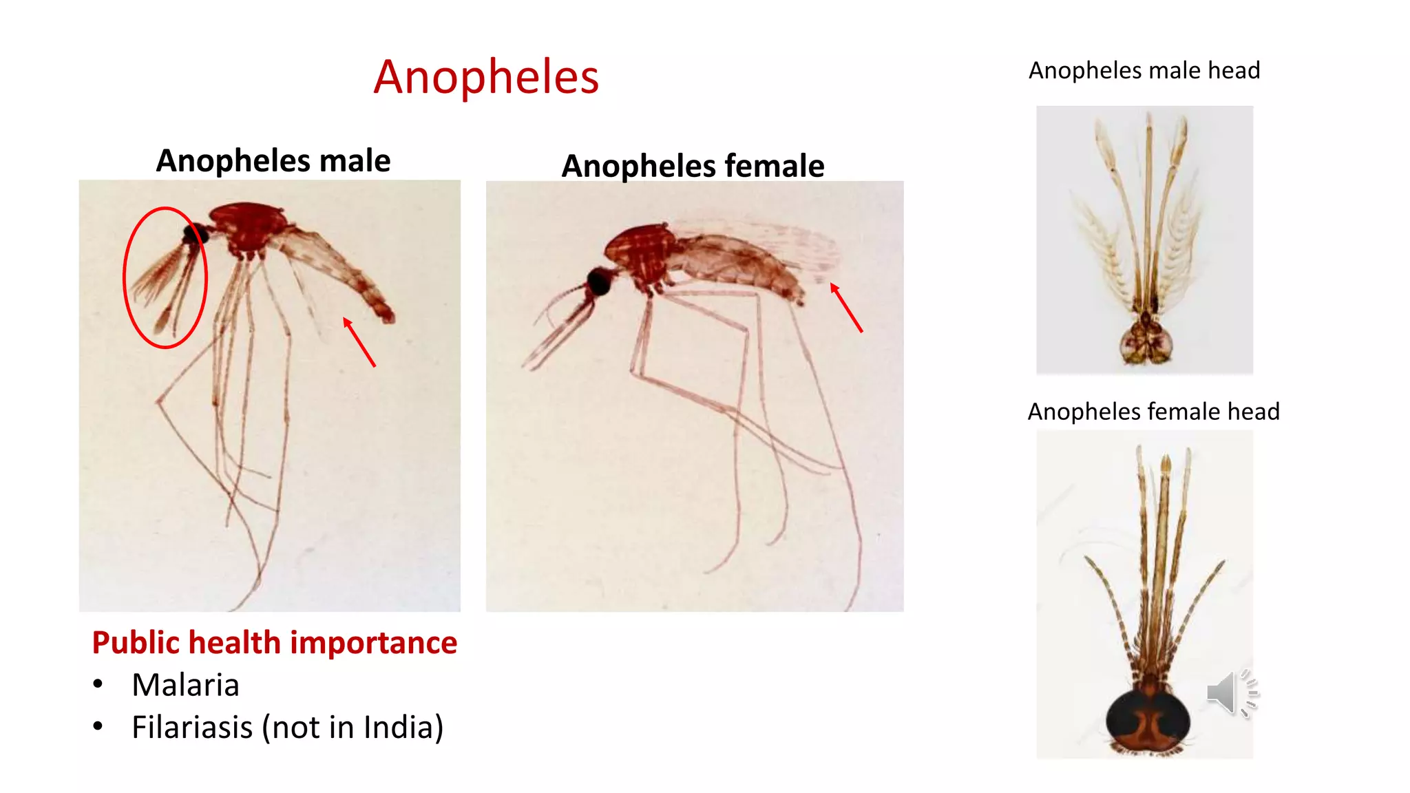 ENTOMOLOGY- Mosquitoes.pptx
