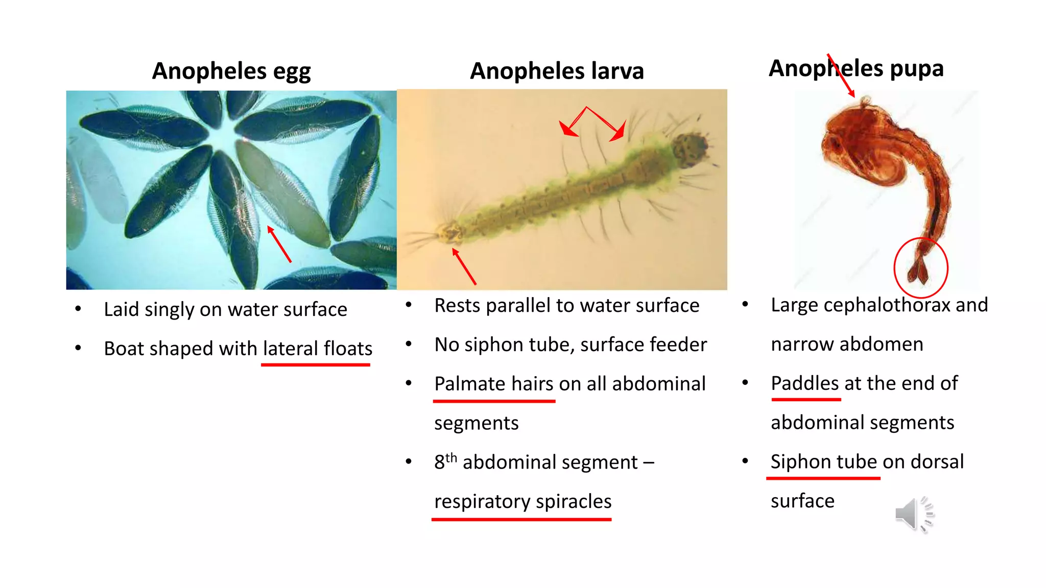 ENTOMOLOGY- Mosquitoes.pptx