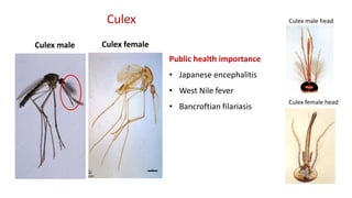 ENTOMOLOGY- Mosquitoes.pptx