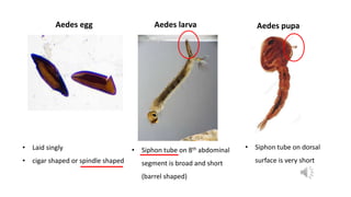 ENTOMOLOGY- Mosquitoes.pptx