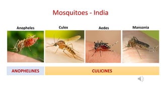 ENTOMOLOGY- Mosquitoes.pptx