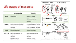 ENTOMOLOGY- Mosquitoes.pptx