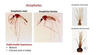 ENTOMOLOGY- Mosquitoes.pptx