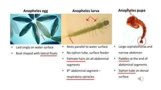 ENTOMOLOGY- Mosquitoes.pptx