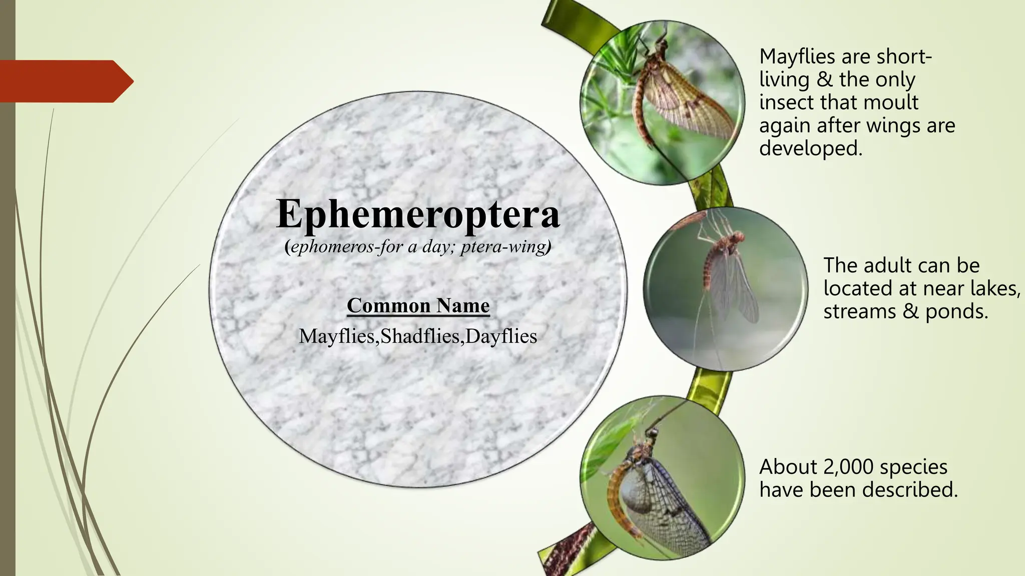 Entomology powerpoint all order in one ppt .pptx