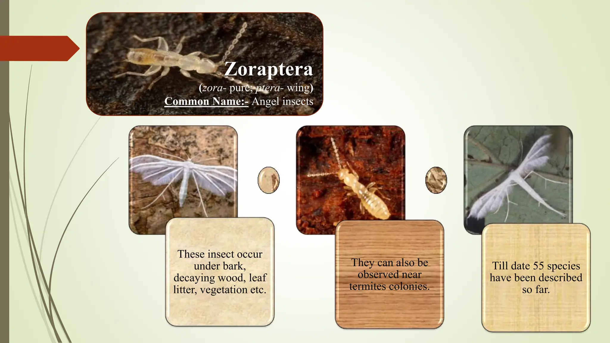 Entomology powerpoint all order in one ppt .pptx