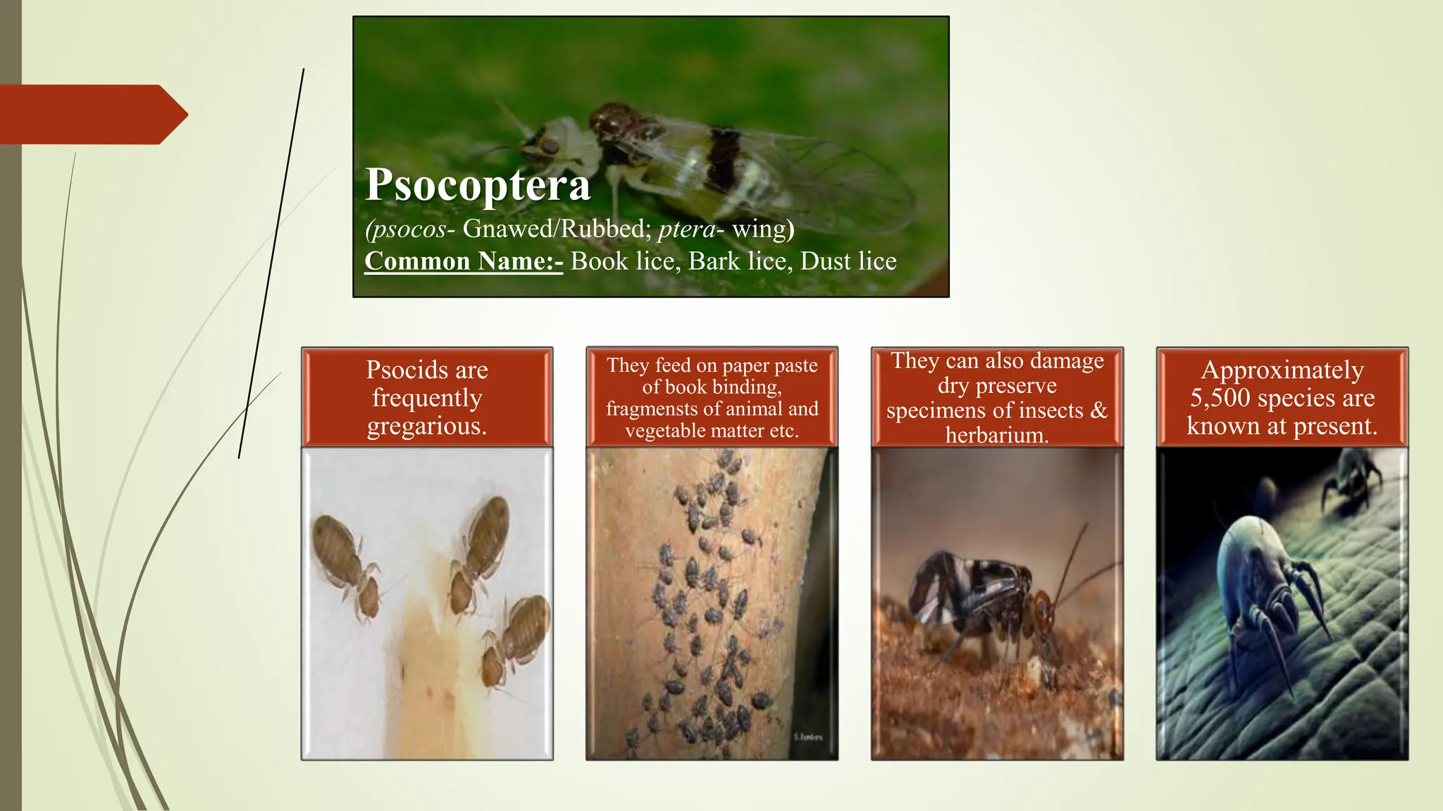 Entomology powerpoint all order in one ppt .pptx