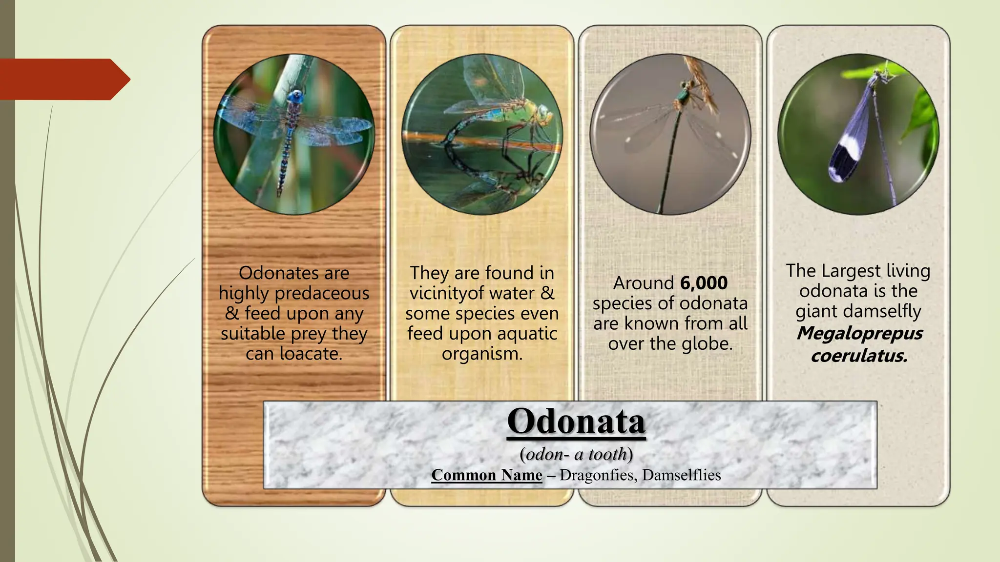 Entomology powerpoint all order in one ppt .pptx