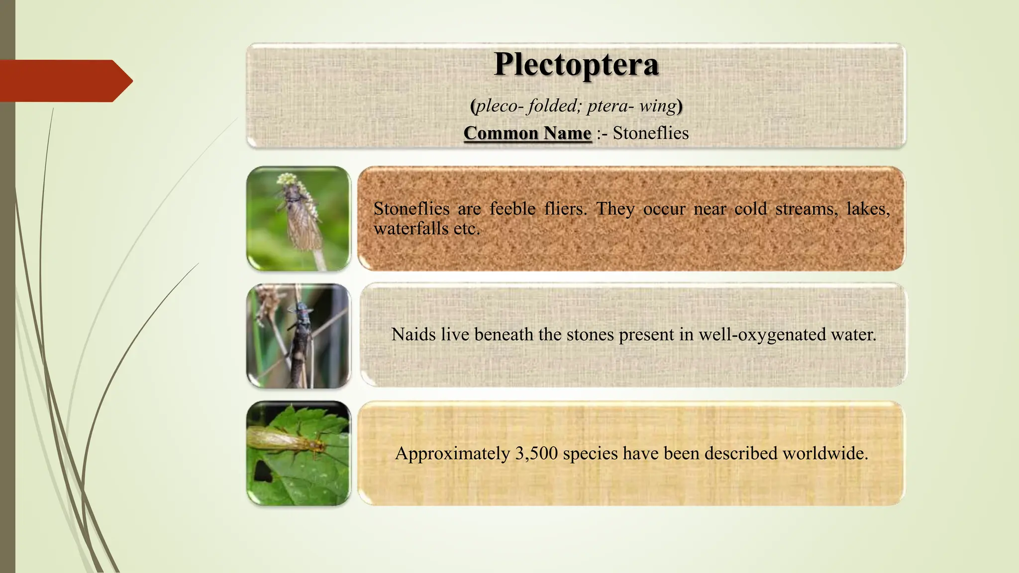 Entomology powerpoint all order in one ppt .pptx