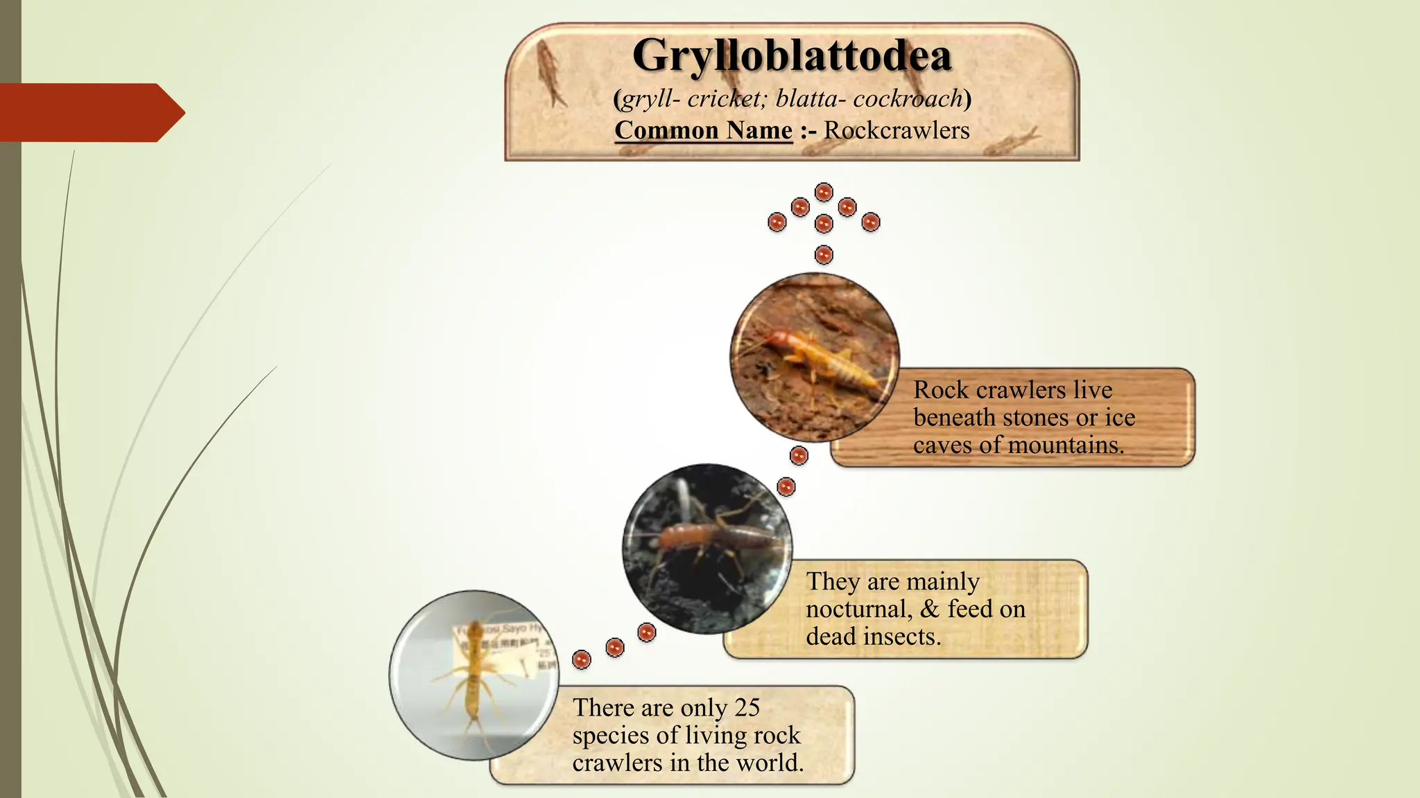 Entomology powerpoint all order in one ppt .pptx