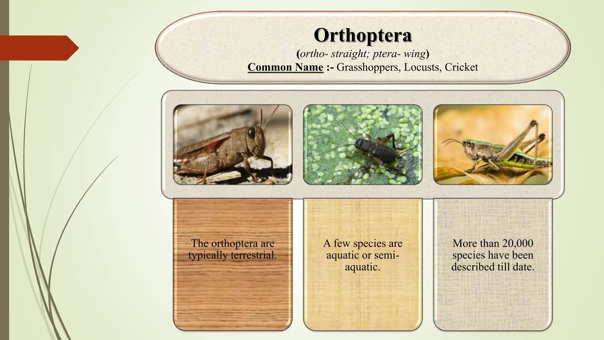 Entomology powerpoint all order in one ppt .pptx