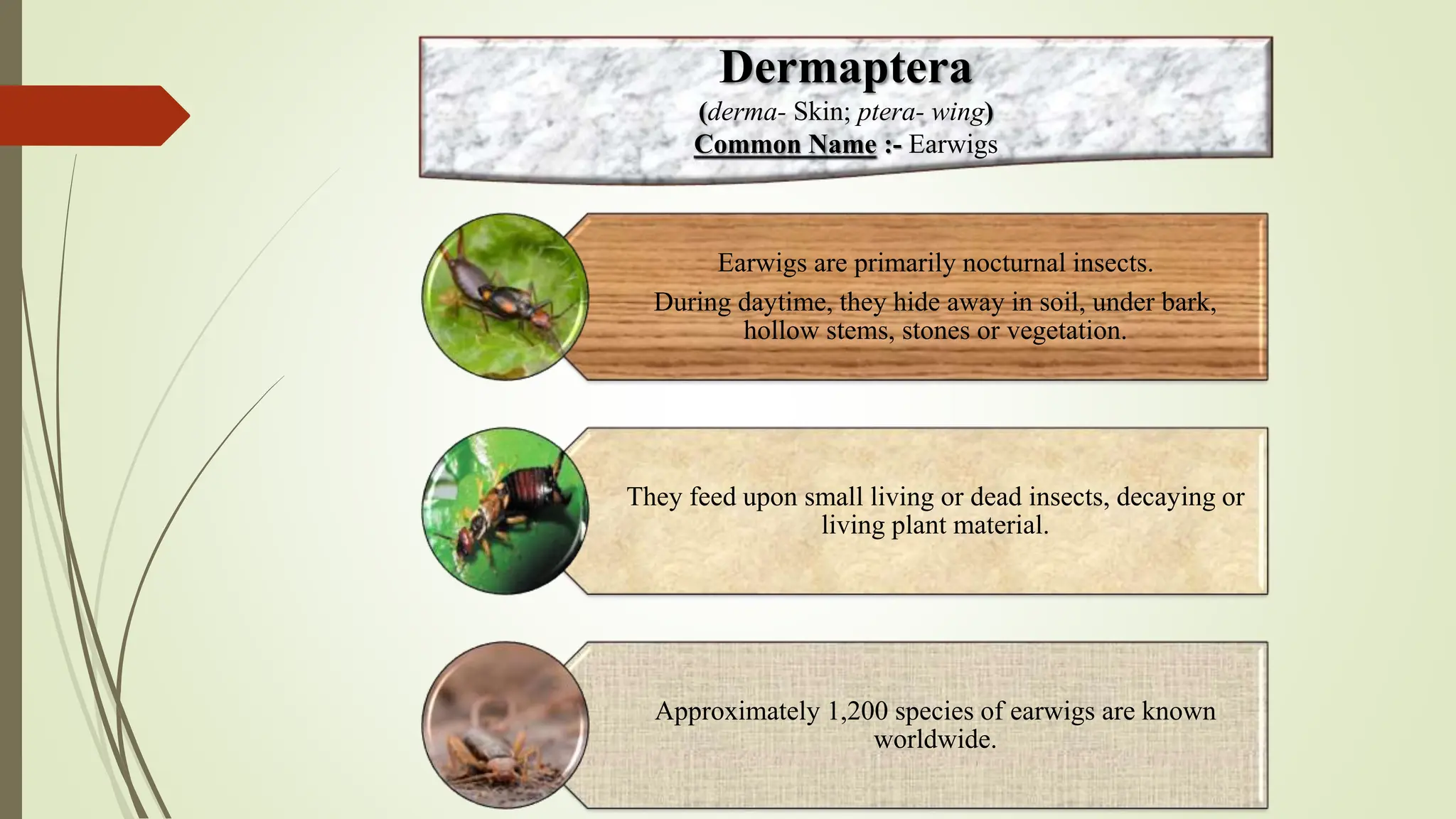 Entomology powerpoint all order in one ppt .pptx