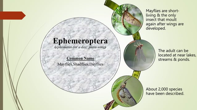 Entomology powerpoint all order in one ppt .pptx