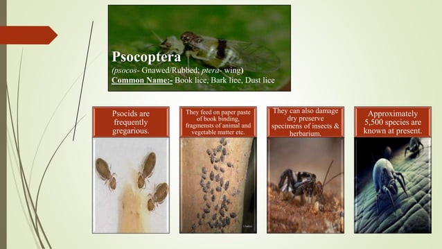 Entomology powerpoint all order in one ppt .pptx