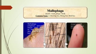 Entomology powerpoint all order in one ppt .pptx