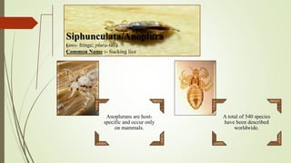 Entomology powerpoint all order in one ppt .pptx