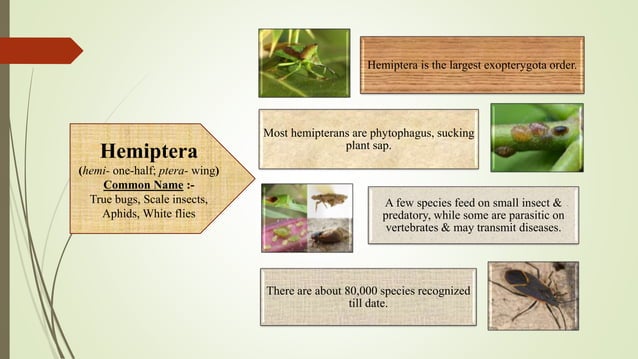 Entomology powerpoint all order in one ppt .pptx