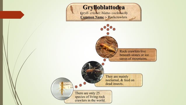 Entomology powerpoint all order in one ppt .pptx