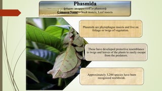 Entomology powerpoint all order in one ppt .pptx