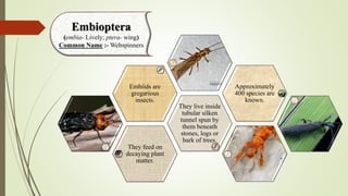 Entomology powerpoint all order in one ppt .pptx