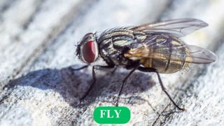 Characteristics and types of insects.pdf