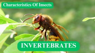 Characteristics and types of insects.pdf