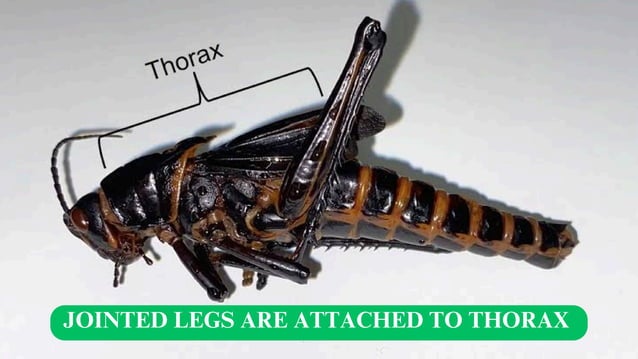 Characteristics and types of insects.pdf