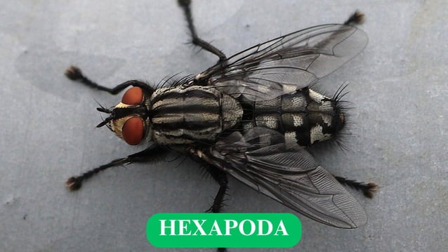 Characteristics and types of insects.pdf