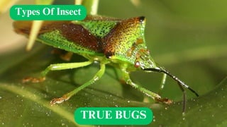 Characteristics and types of insects.pdf