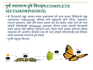 Entomology life cycle of insects .pptx