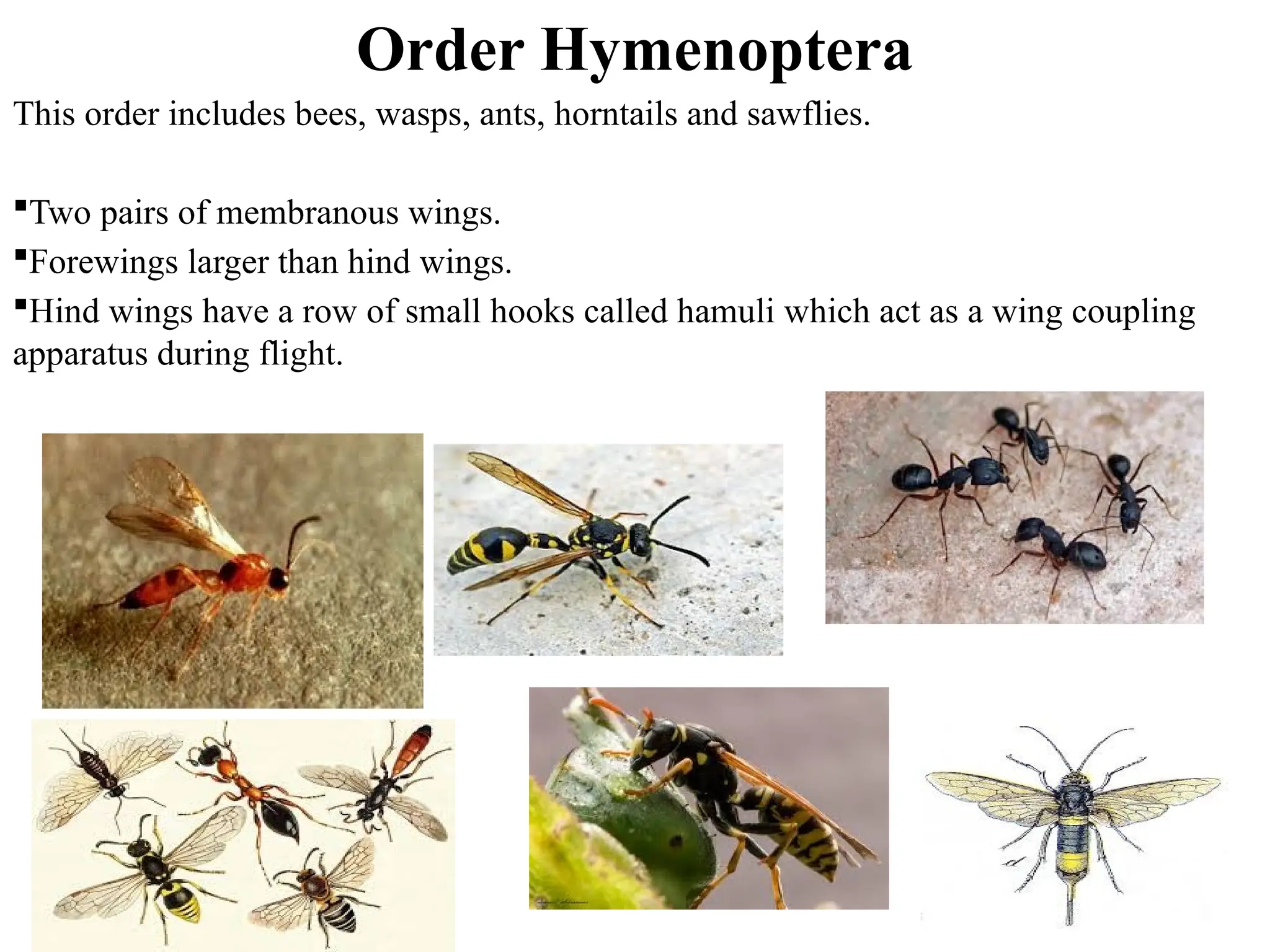 entomology.pptxGHFGDHFGDHGIIAJSDHSAGHSBJHJ | PPTX