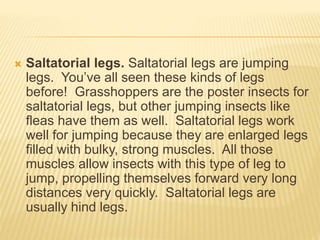 Introductory Entomology | PPTX