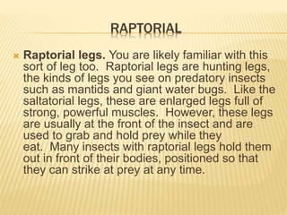 Introductory Entomology | PPTX