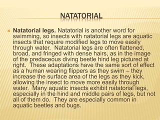 Introductory Entomology | PPTX