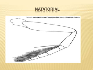 Introductory Entomology | PPTX