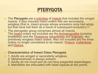 Introductory Entomology | PPTX