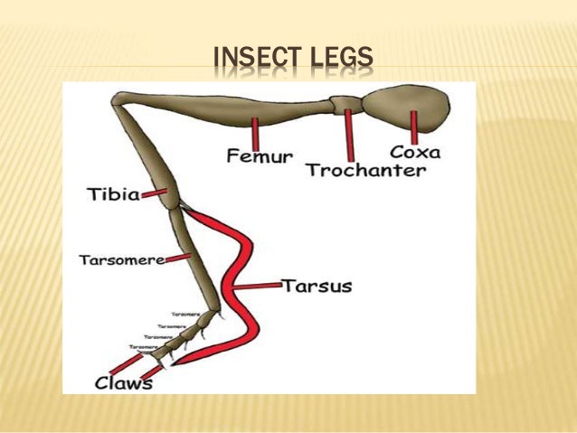 Introductory Entomology