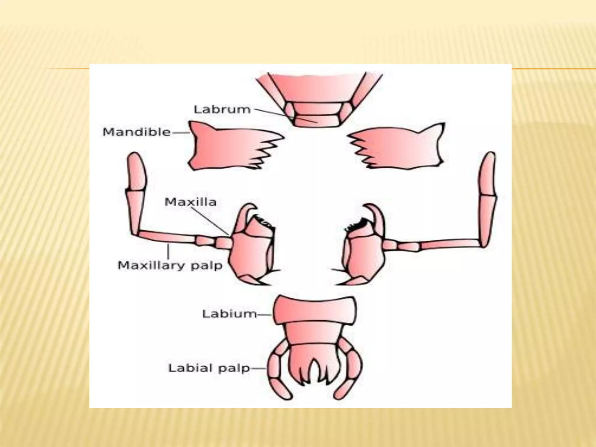 Insect mouth parts, Insect wing and its types and different systems of ...