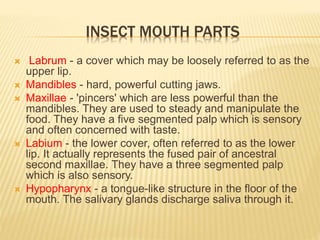 Insect mouth parts, Insect wing and its types and different systems of ...