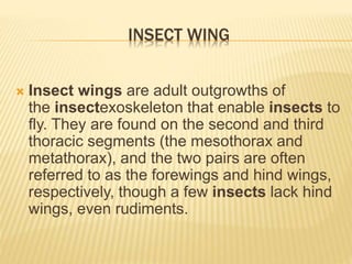 Insect mouth parts, Insect wing and its types and different systems of ...