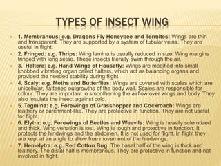 Insect mouth parts, Insect wing and its types and different systems of Insects | PPT