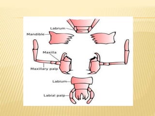 Insect mouth parts, Insect wing and its types and different systems of ...