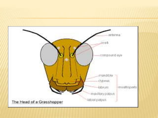 Insect mouth parts, Insect wing and its types and different systems of ...