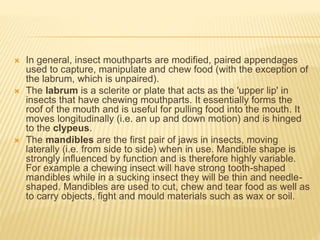 Insect mouth parts, Insect wing and its types and different systems of ...