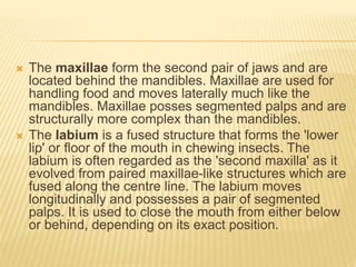 Insect mouth parts, Insect wing and its types and different systems of ...