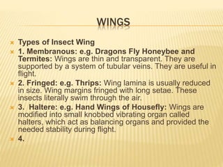 Insect mouth parts, Insect wing and its types and different systems of ...