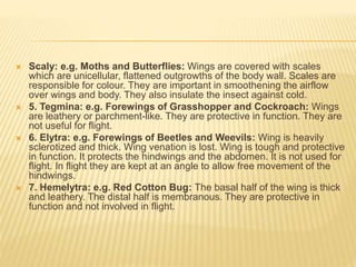 Insect mouth parts, Insect wing and its types and different systems of ...